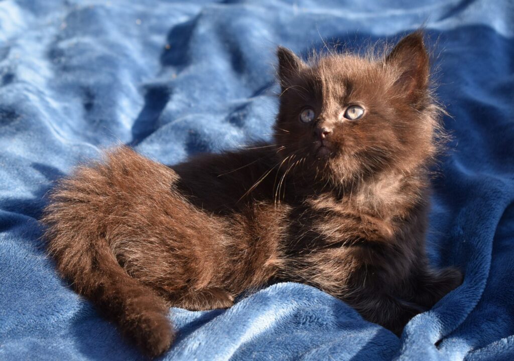 Chatons munchkins disponibles - L'Envol Munchkin
