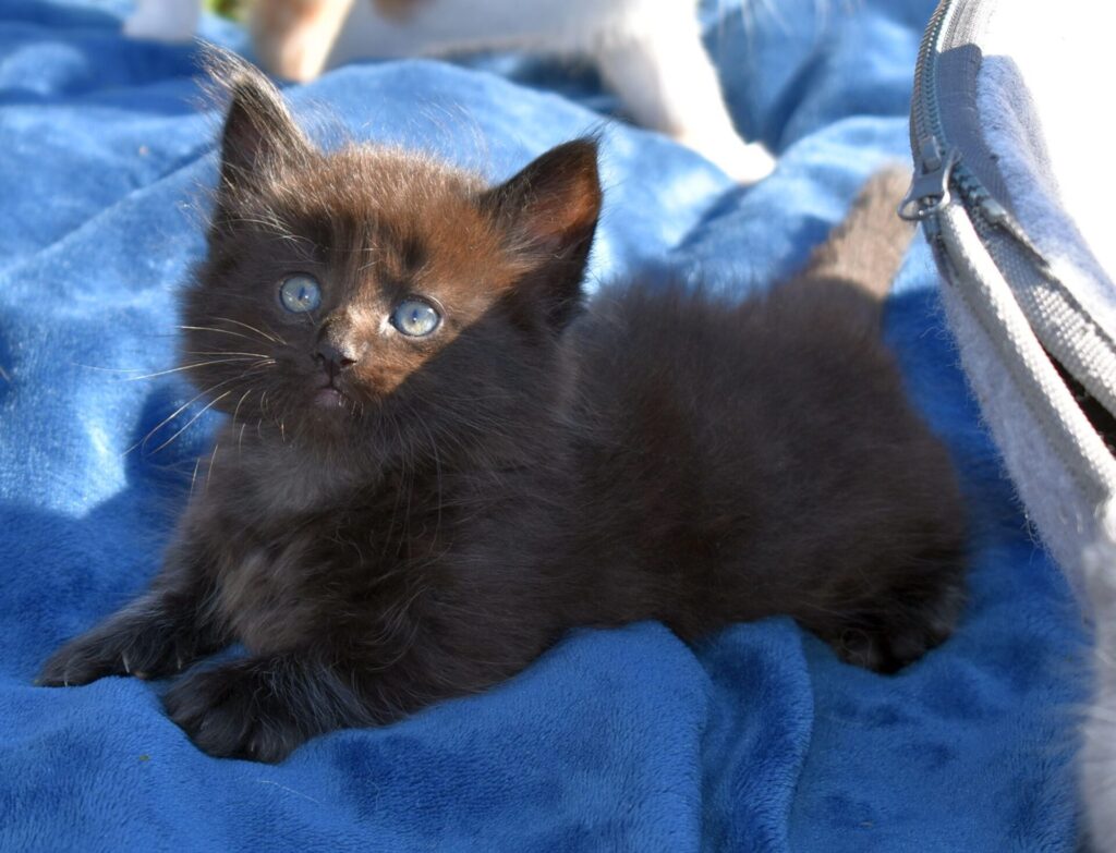 Chatons munchkins disponibles - L'Envol Munchkin