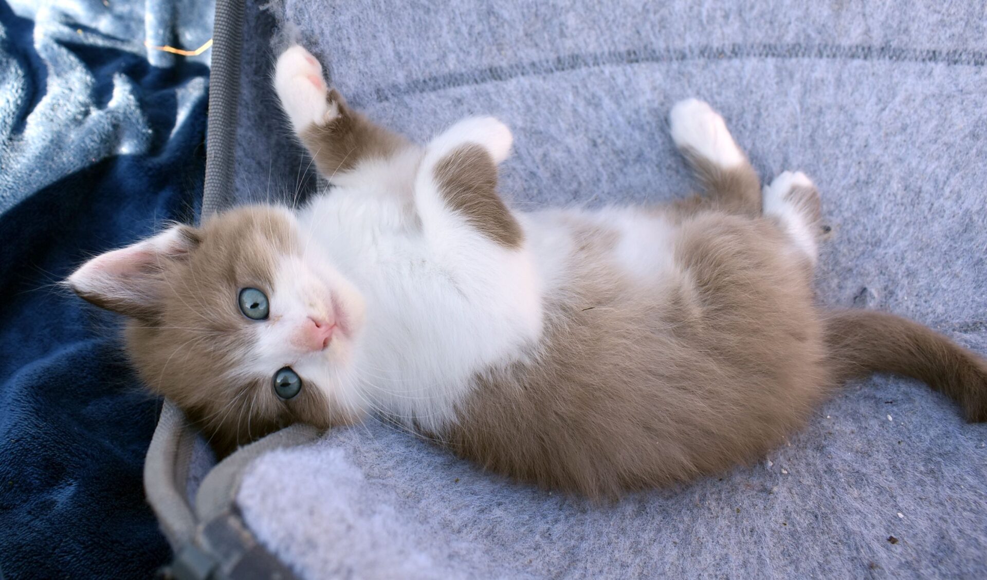 Chatons munchkins disponibles - L'Envol Munchkin