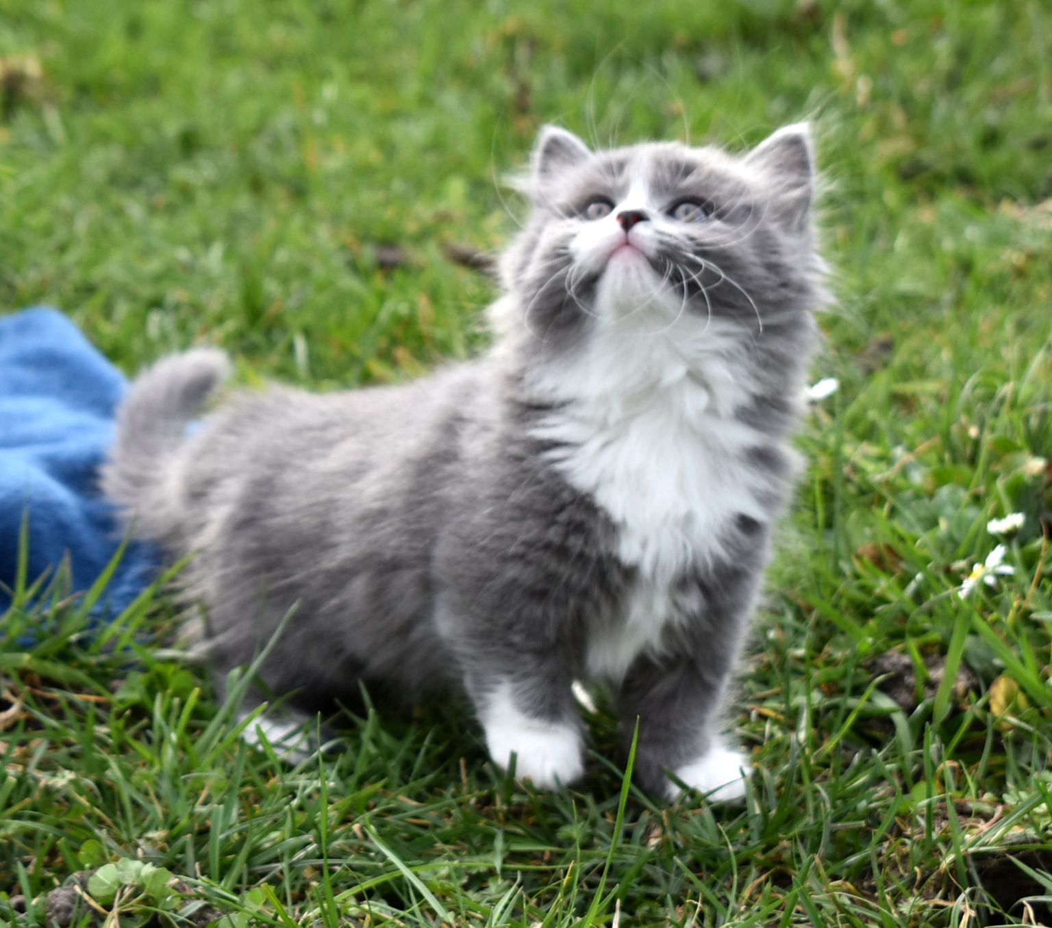 Chatons munchkins disponibles - L'Envol Munchkin