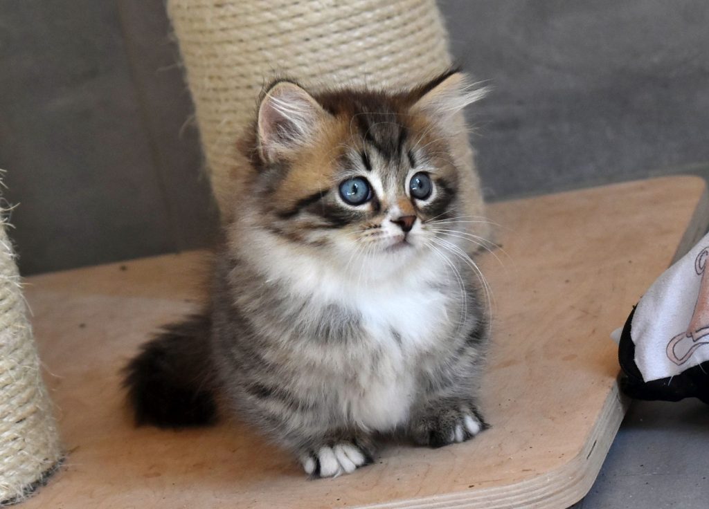 Munchkin kittens available - L'Envol Munchkin