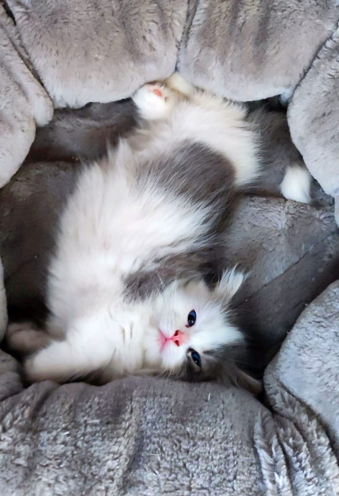 Munchkin kittens available - L'Envol Munchkin