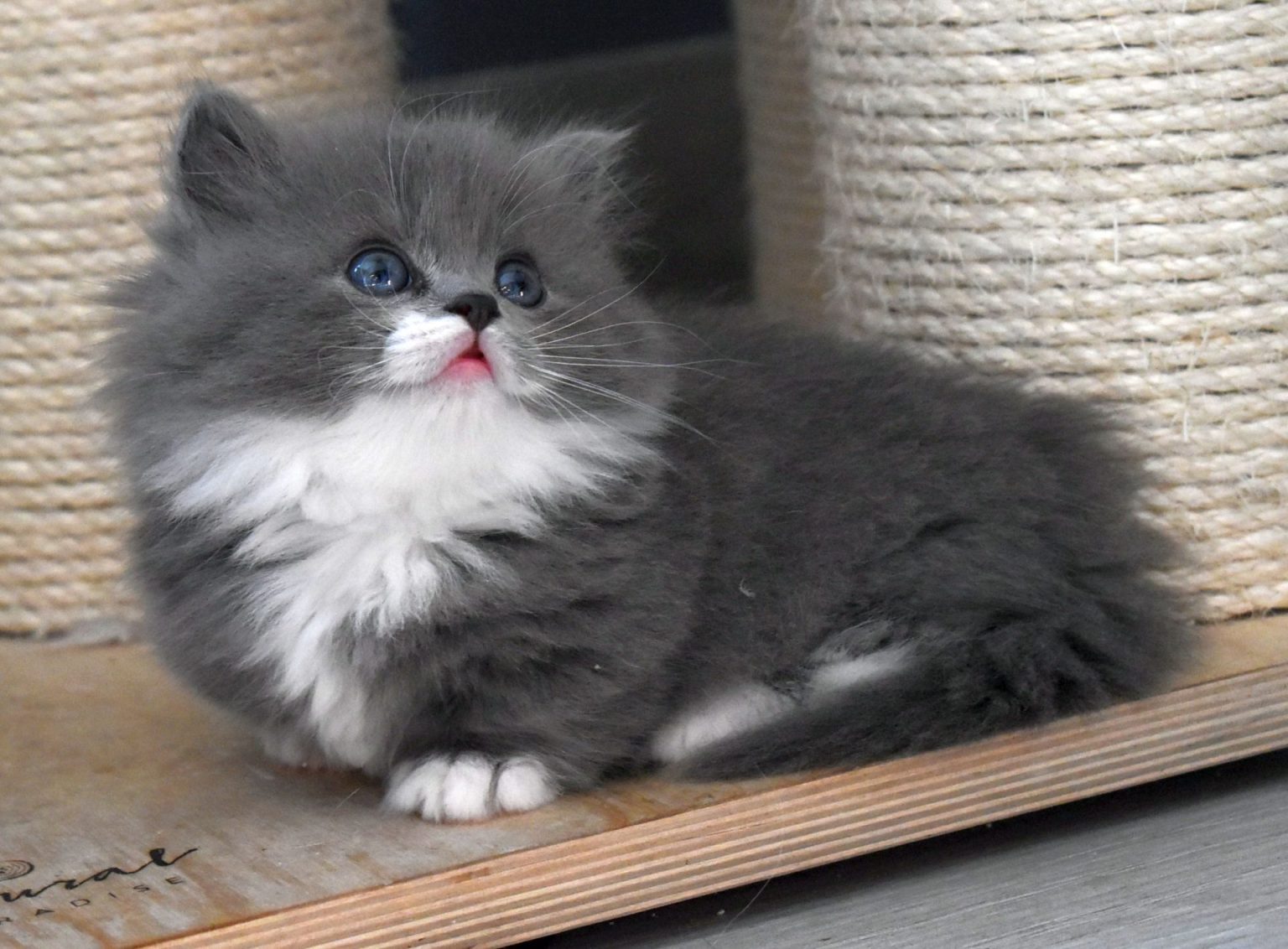 Munchkin kittens available - L'Envol Munchkin