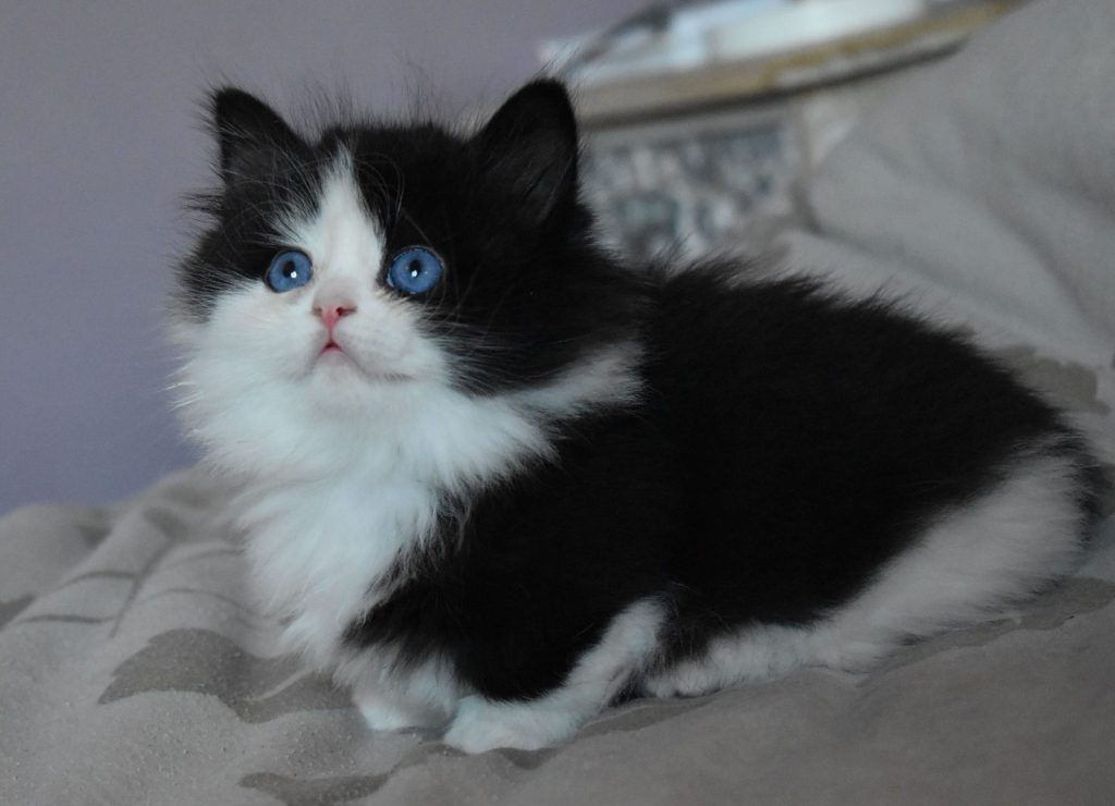 Munchkin kittens available - L'Envol Munchkin