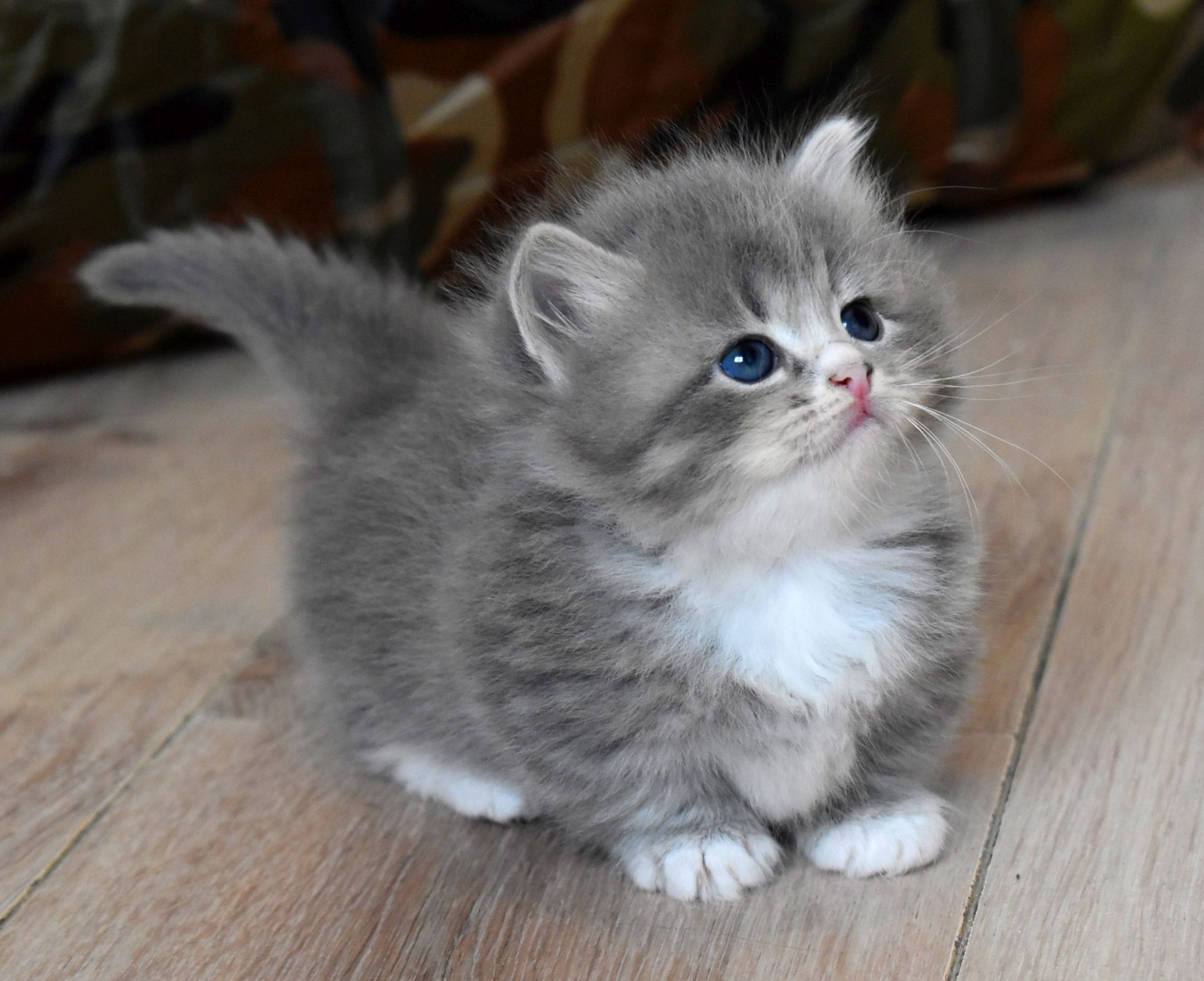 Chatons munchkins disponibles - L'Envol Munchkin
