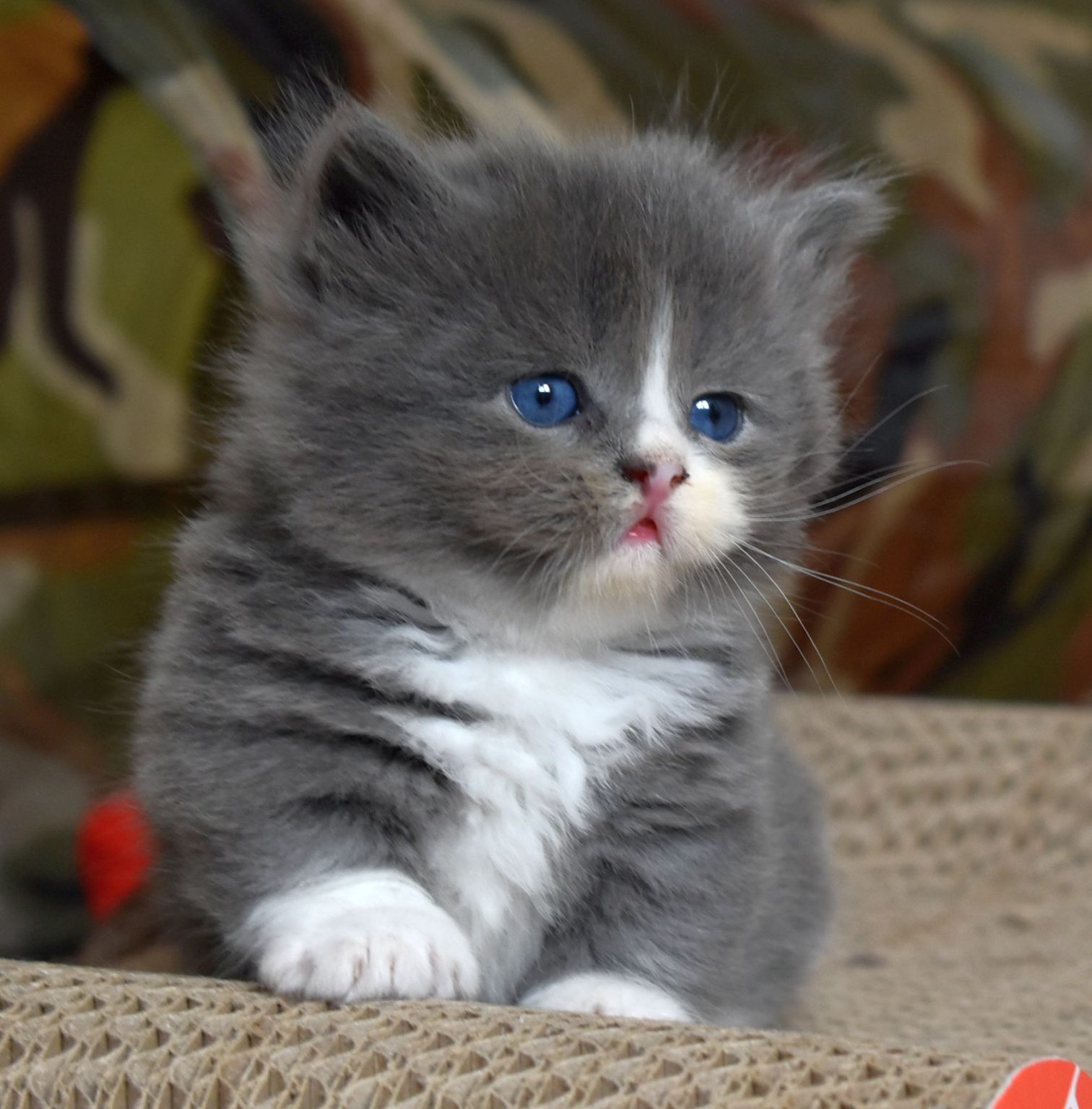 Chatons munchkins disponibles - L'Envol Munchkin