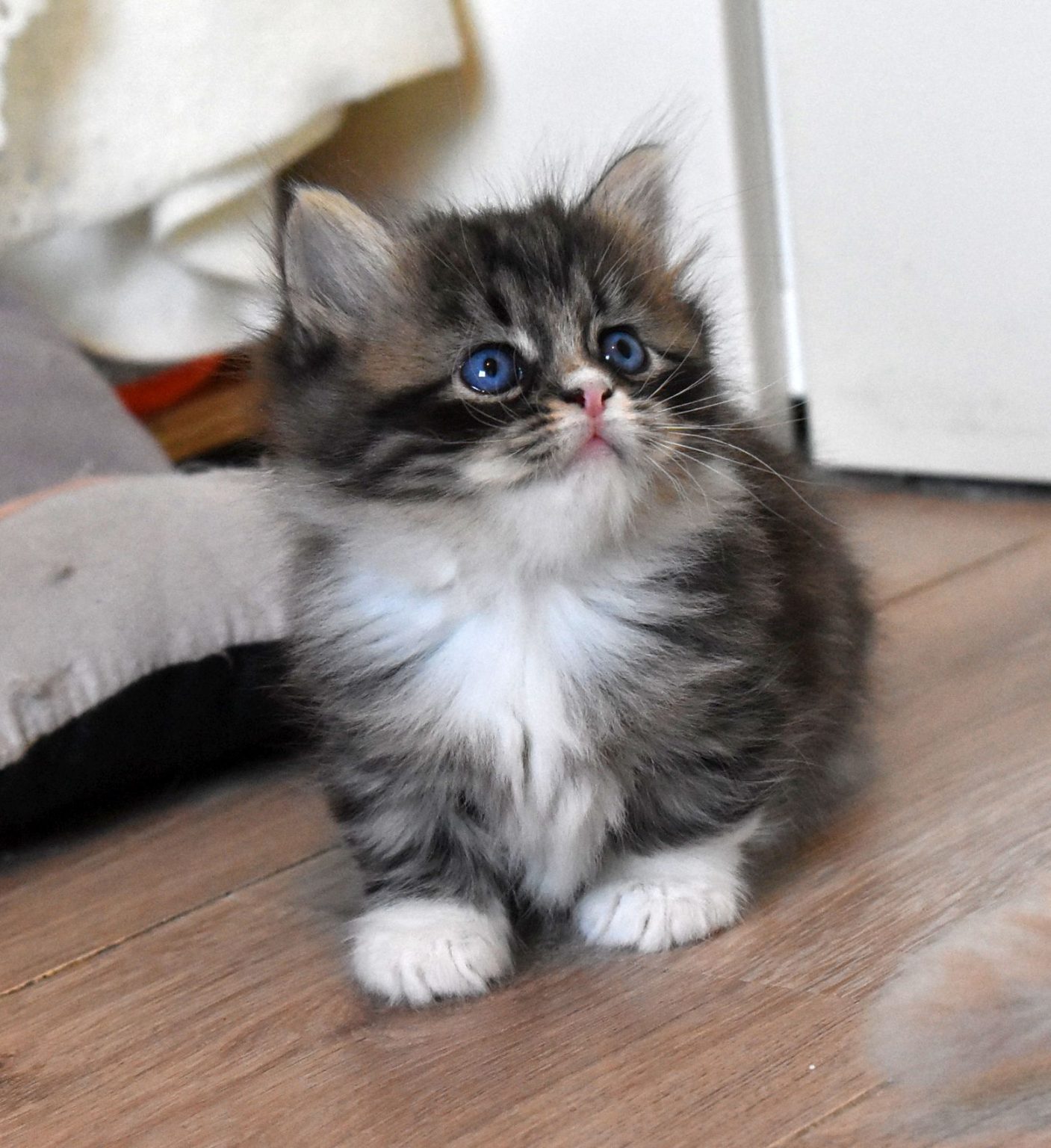 Chatons munchkins disponibles - L'Envol Munchkin