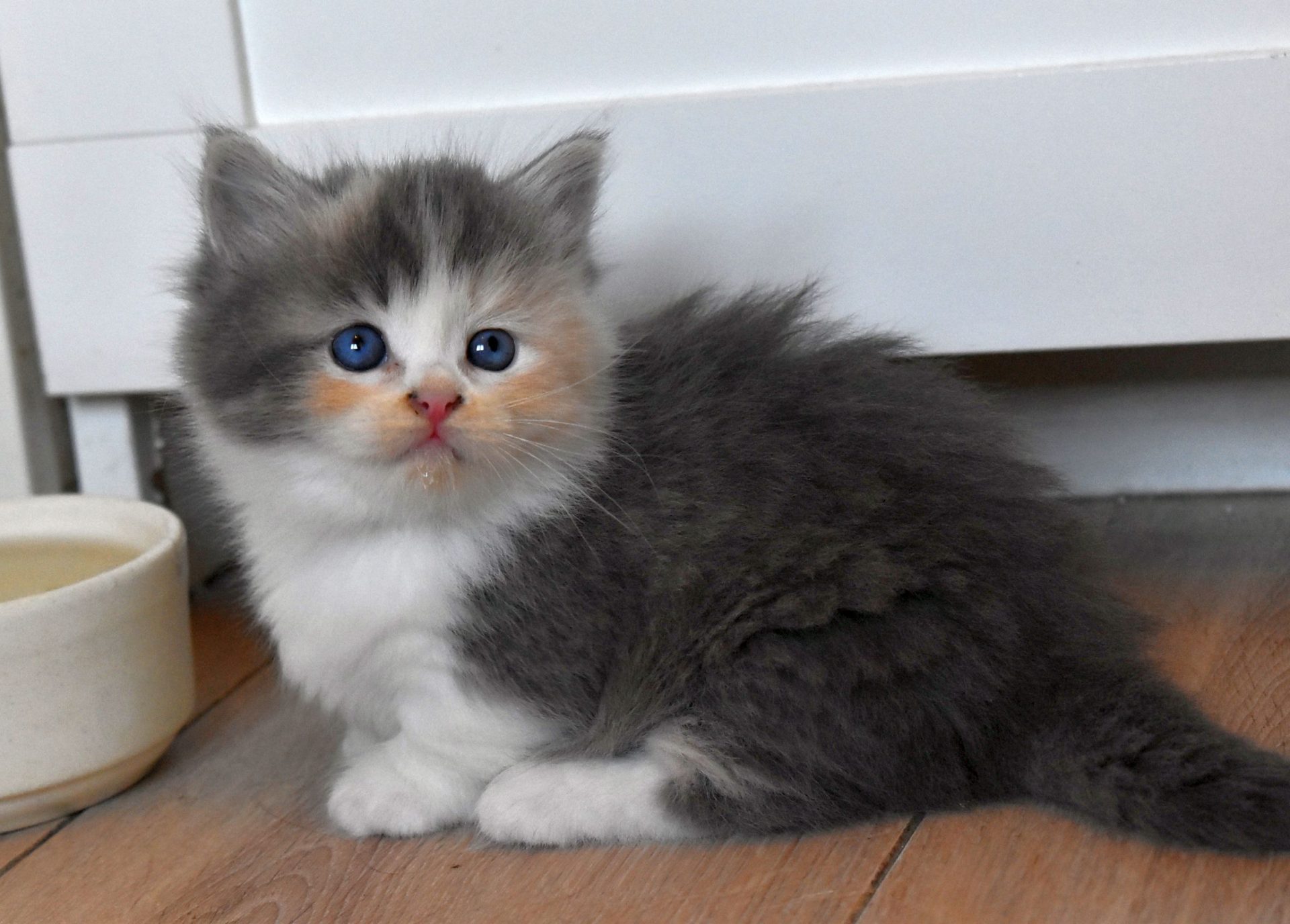 Chatons munchkins disponibles - L'Envol Munchkin