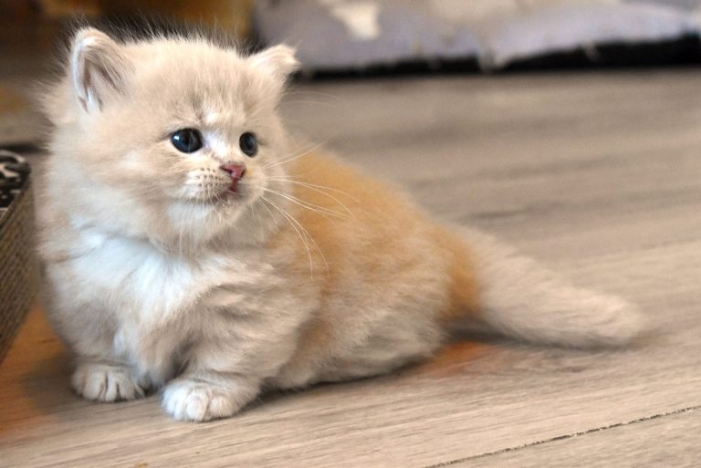 Munchkin kittens available - L'Envol Munchkin