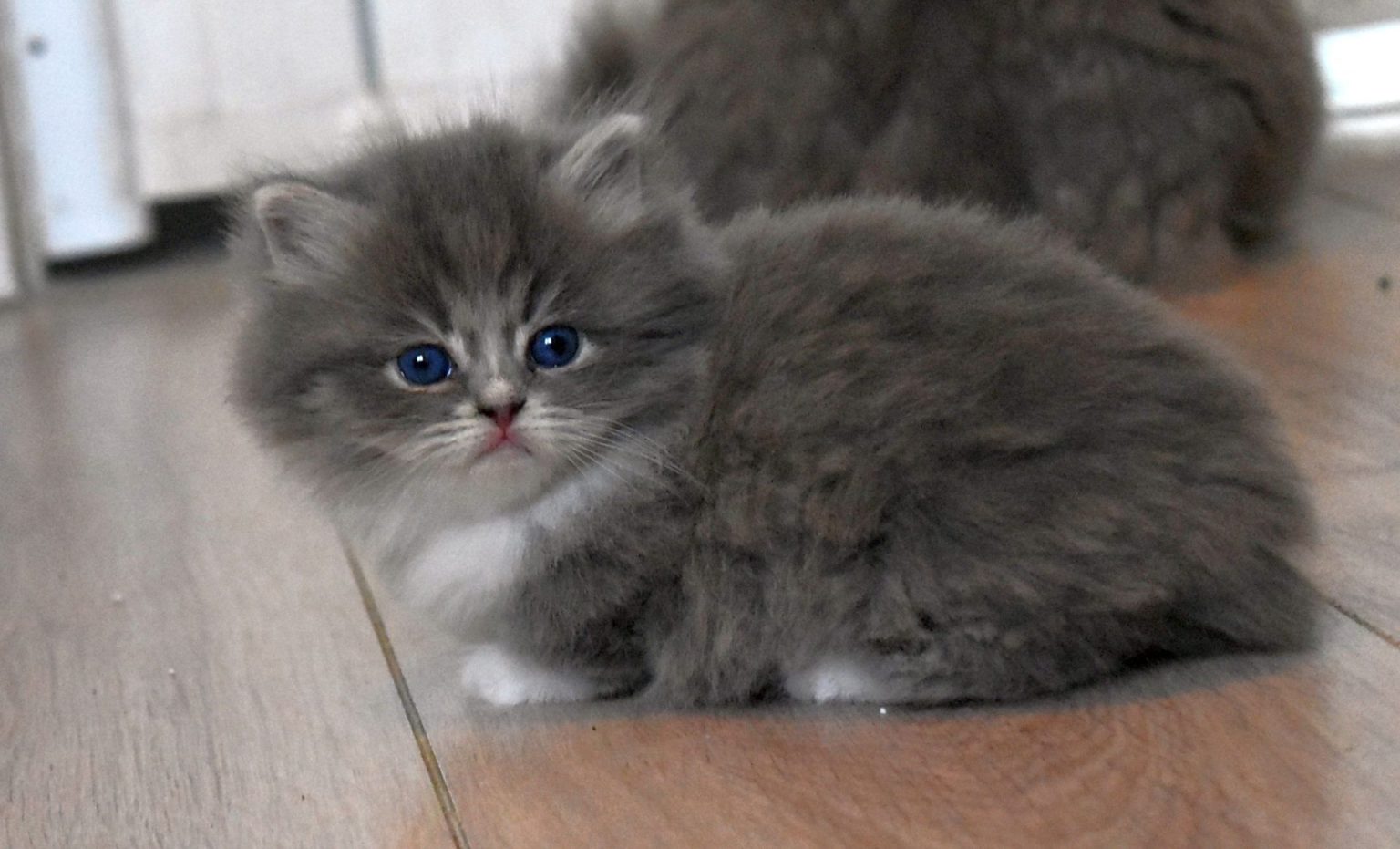 Munchkin kittens available - L'Envol Munchkin