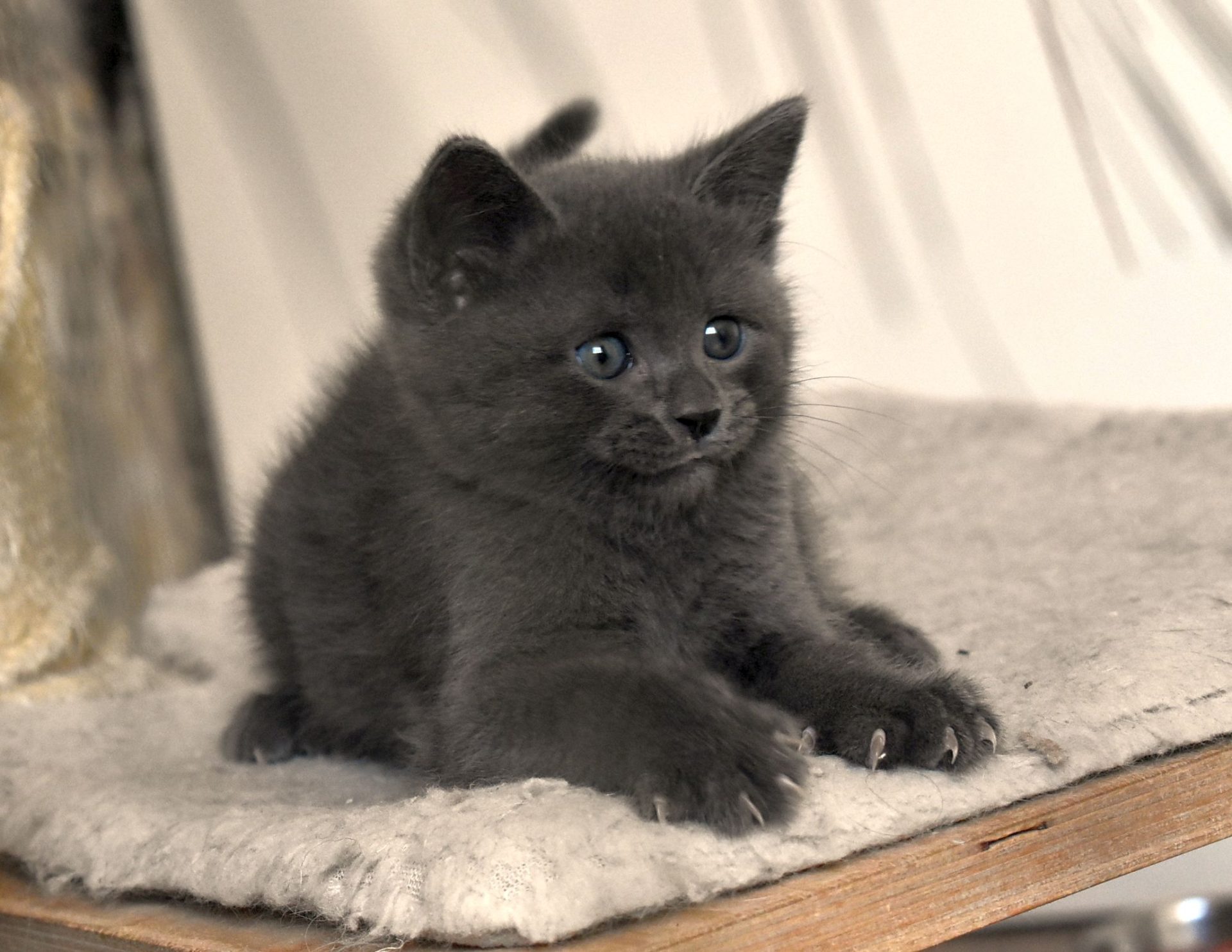 Chatons munchkins disponibles - L'Envol Munchkin