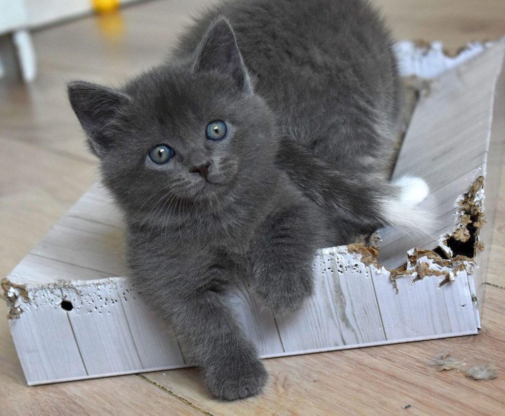 Chatons munchkins disponibles - L'Envol Munchkin